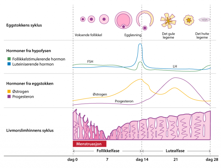 Menstruasjon og blødningsforstyrrelser - eMetodebok